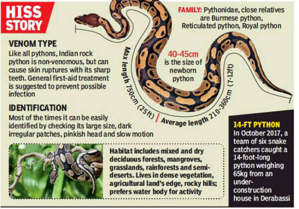 Nineteen pythons caught in Tricity this year | Chandigarh News - Times ...