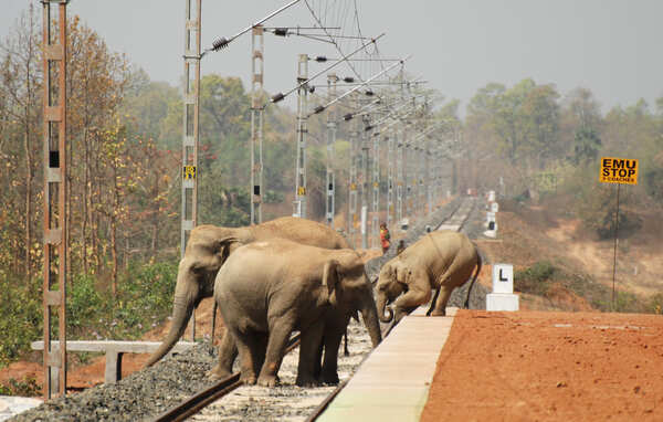 FACT CHECK: Viral photo of elephants crossing railway track a fake ...