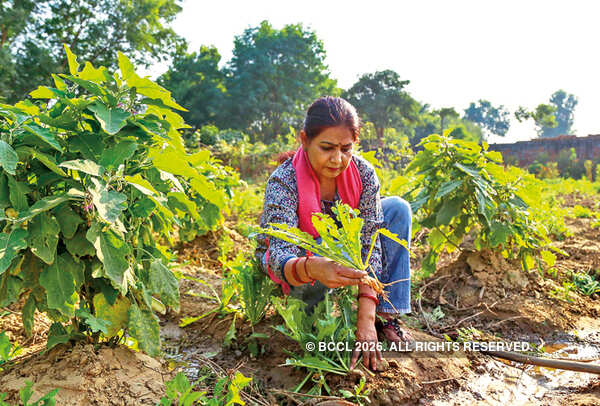 On weekends, these Noidawallahs turn into organic farmers | Noida News ...