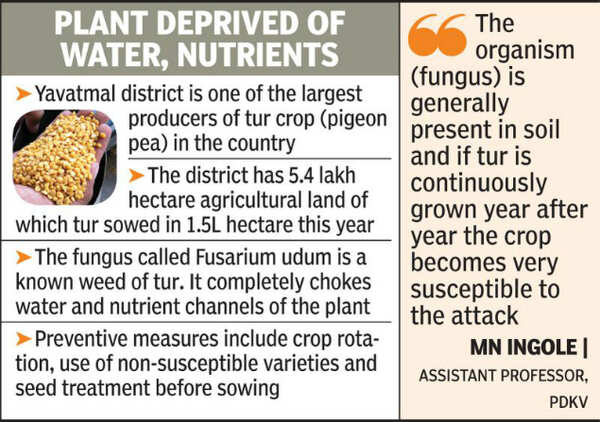 Fungus kills 20% tur crop in Yavatmal | Nagpur News - Times of India