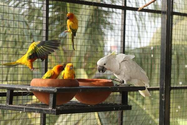 IS YOUR PET GASPING NOW? - Times of India