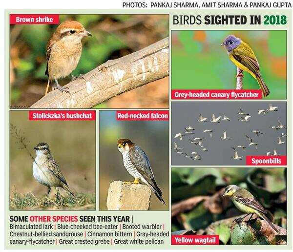 251 bird species spotted in Delhi-NCR this winter | Gurgaon News ...