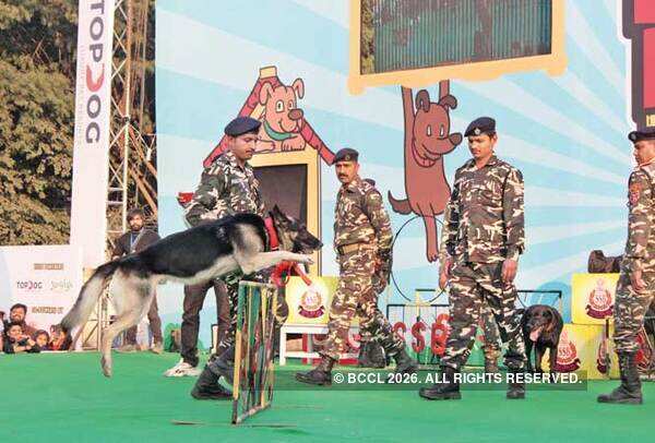 Delhi pets have a gala weekend | Events Movie News - Times of India