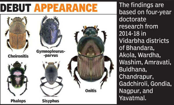 11 dung beetles recorded for the first time in region | Nagpur News ...