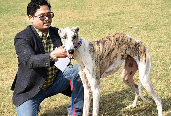 When the pooches put their best foot forward in Lucknow | Events Movie ...