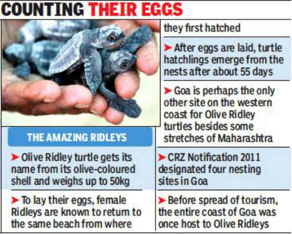 Olive Ridley turtles trickle in at Morjim | Goa News - The Times of India