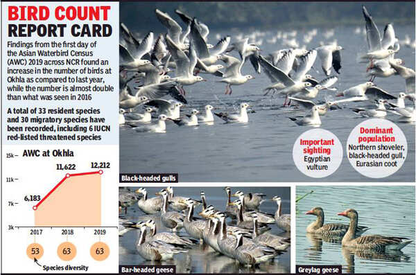 Twice more waterbirds in NCR this year than in 2017, finds Asia census ...