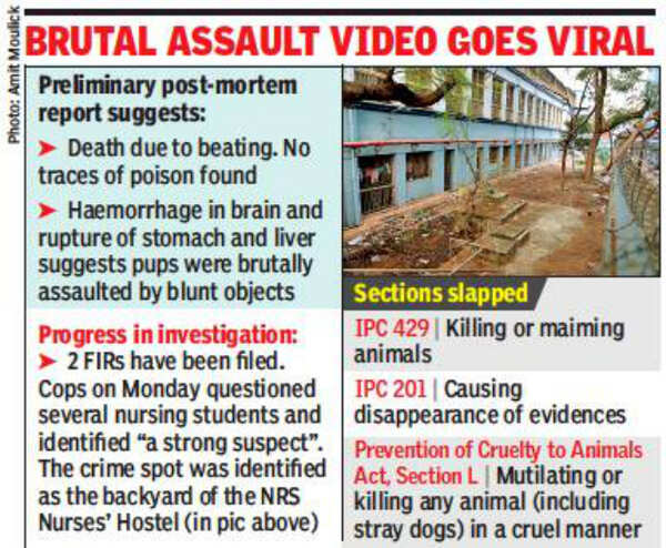 16 puppies pounded to death at Kolkata hospital | Kolkata News - Times ...