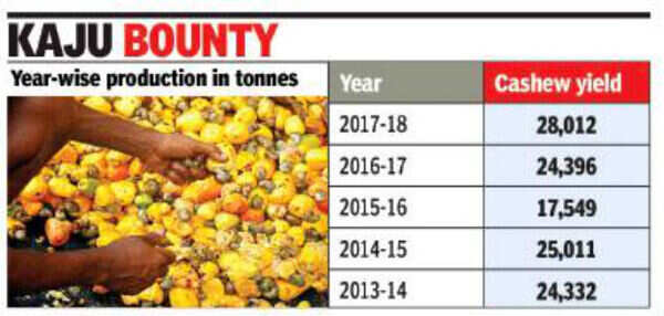 Cashew farmers in Canacona begin early crop harvesting | Goa News ...
