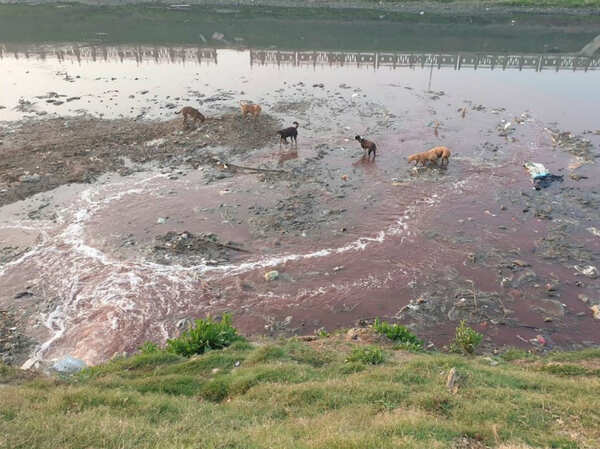 River Varuna: Photos: NGT's team finds blood flowing from drain to ...