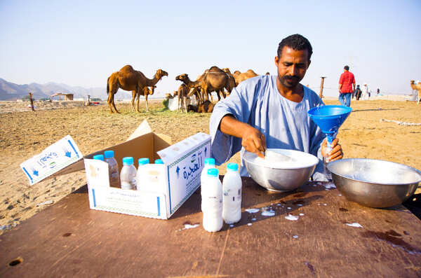 Some wonderful health benefits of camel milk - Times of India