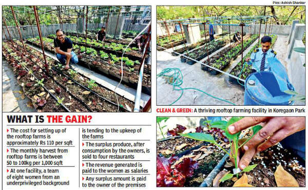 Own a terrace? Try rooftop farming | Pune News - Times of India
