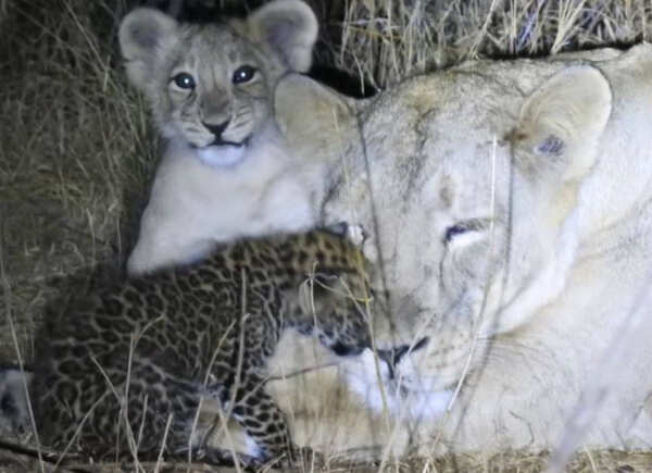 Photos: Leopard cub nursed by lioness dies in Gujarat | Rajkot News ...