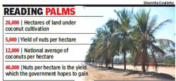 Low coconut yield drives government nuts | Goa News - Times of India