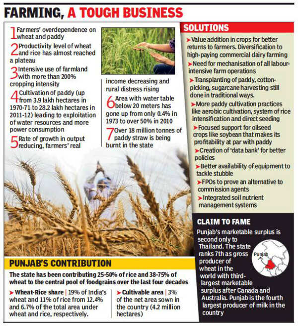 Dump wheat-paddy pattern, time to go on high-growth path | Chandigarh ...
