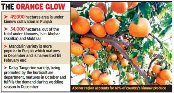 Punjab: Good kinnow crop this year, but salinity poses a challenge ...