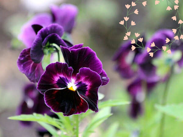 Your favourite flowers and their HIDDEN meanings - Times of India