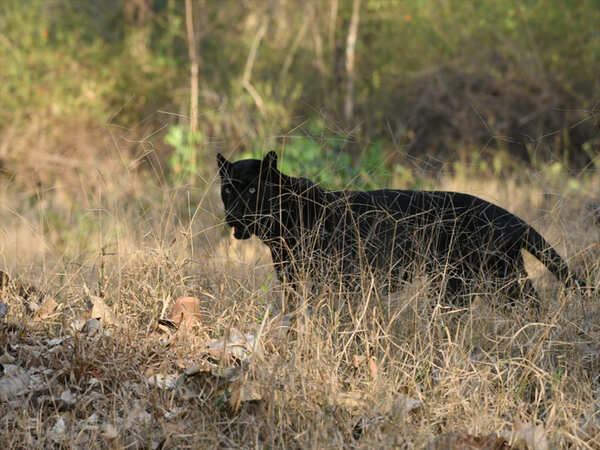 Photos: Black panther, brown mongoose spring a surprise | Bengaluru ...