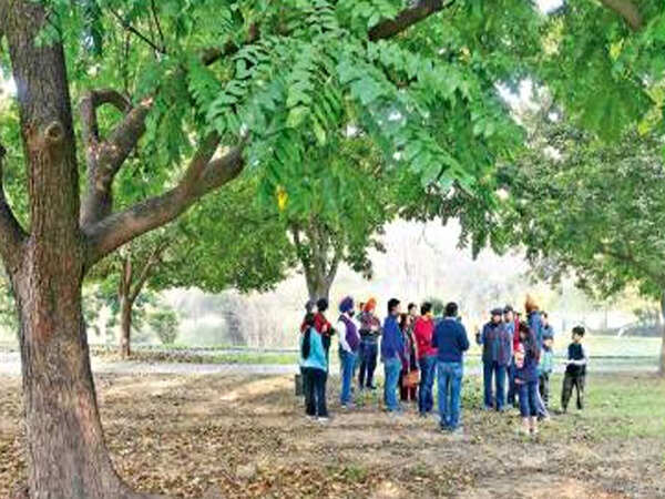 A tree walk to remember: UT residents spend a fruitful day | Chandigarh ...