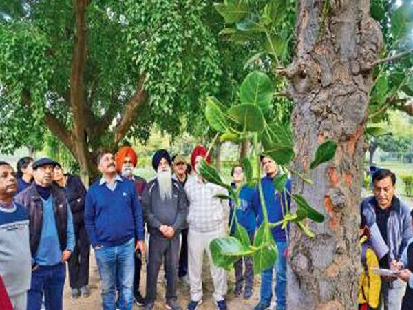 A tree walk to remember: UT residents spend a fruitful day | Chandigarh ...