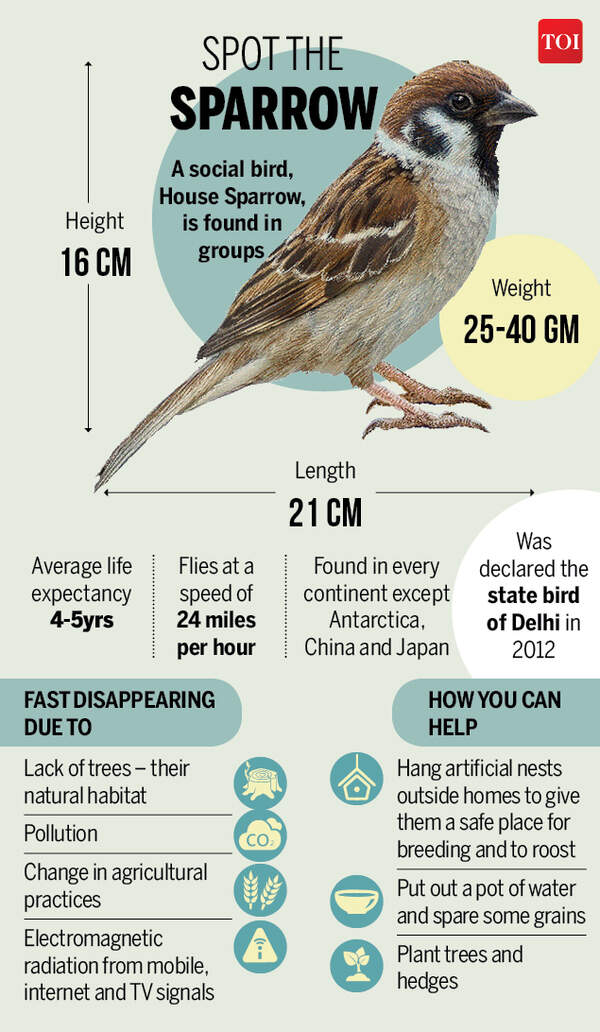 Infographic: World Sparrow Day 2019: Will sparrows return to our home ...