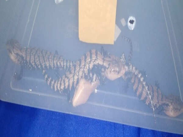 Photos: African snake among exotic animals seized at Chennai airport ...