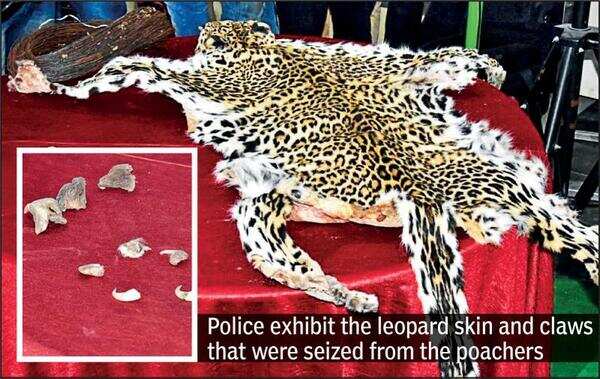 Telangana: Six arrested for poaching leopard in Ramagundam | Hyderabad ...