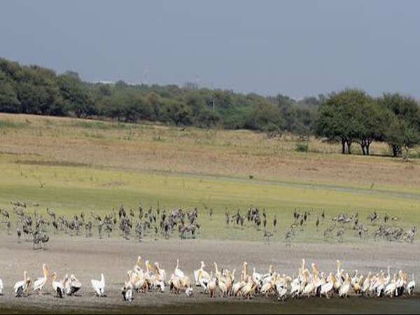 Ahmedabad: Thol, Nalsarovar in deep waters | Ahmedabad News - Times of ...