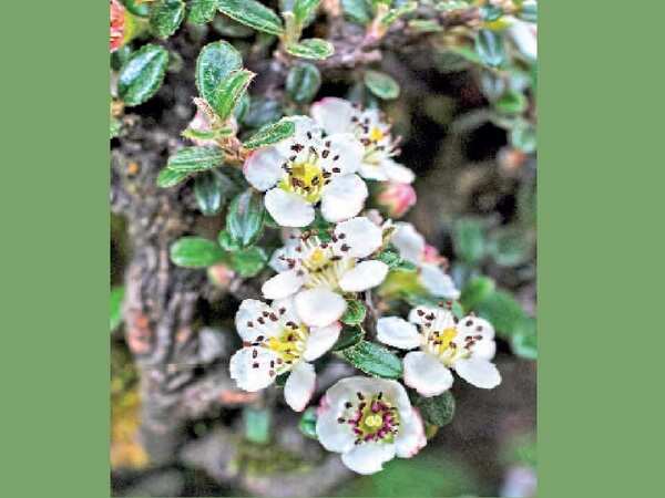 Say it with flowers - Times of India