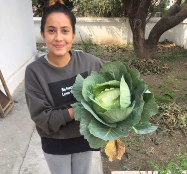Young Doonites turn organic farmers to provide quality food | Dehradun ...