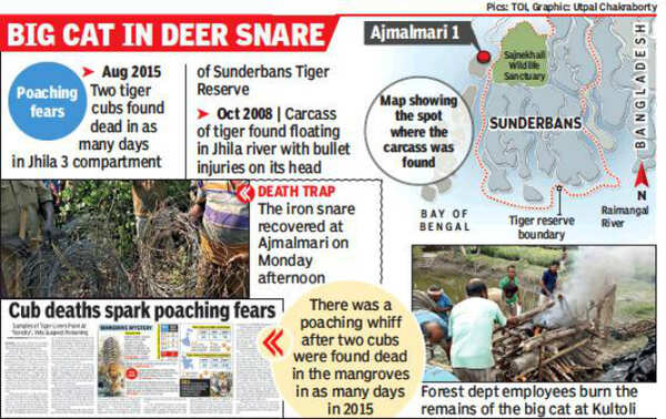A first in 4 years, tiger ‘poached’ in Sunderbans | Kolkata News ...