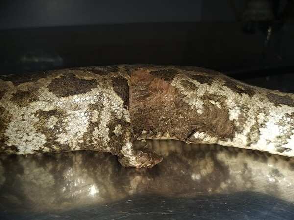 Mumbai: Indian rock python with deadly maggot injury rescued | Mumbai ...