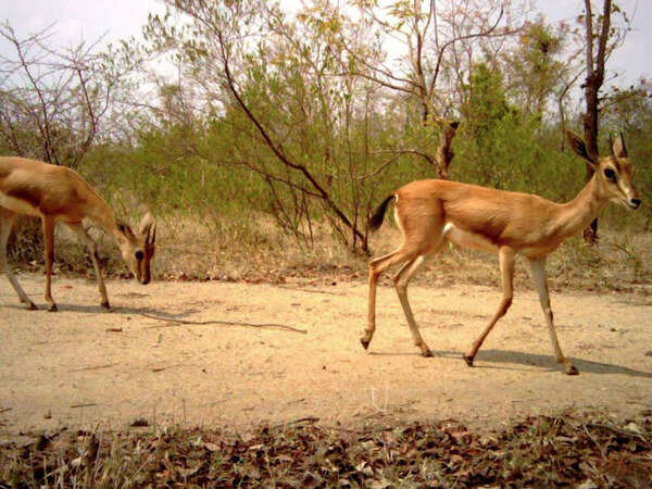 Chinkara Sanctuary: Karnataka: Chinkara sanctuary at Tumakuru notified ...