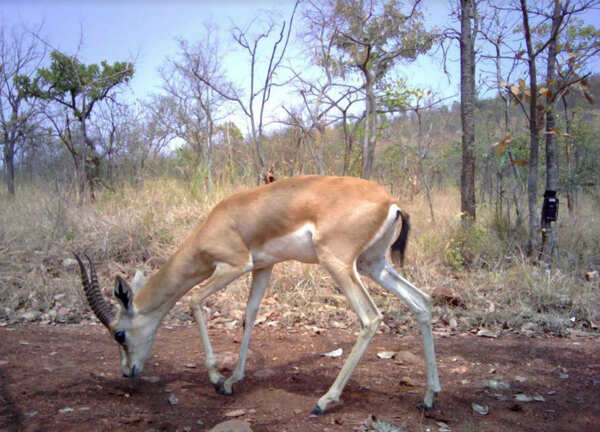 Chinkara Sanctuary: Karnataka: Chinkara sanctuary at Tumakuru notified ...