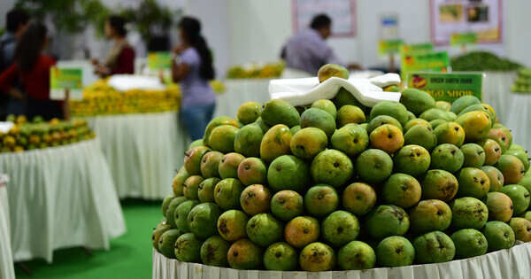 Mango lovers relish their favourite fruit in Kochi | Events Movie News ...