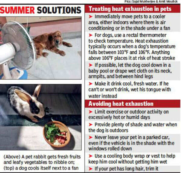 Heat, humidity trigger dehydration, exhaustion in pets across Kolkata ...