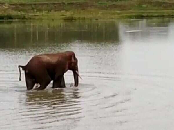 Karnataka: Elephant returns to village, kills watcher who chased it to ...