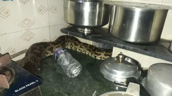 What's cooking: Indian rock python takes shelter on a kitchen table to ...