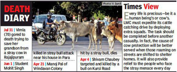 Speeding biker, stray cow killed in collision at Para | Lucknow News ...