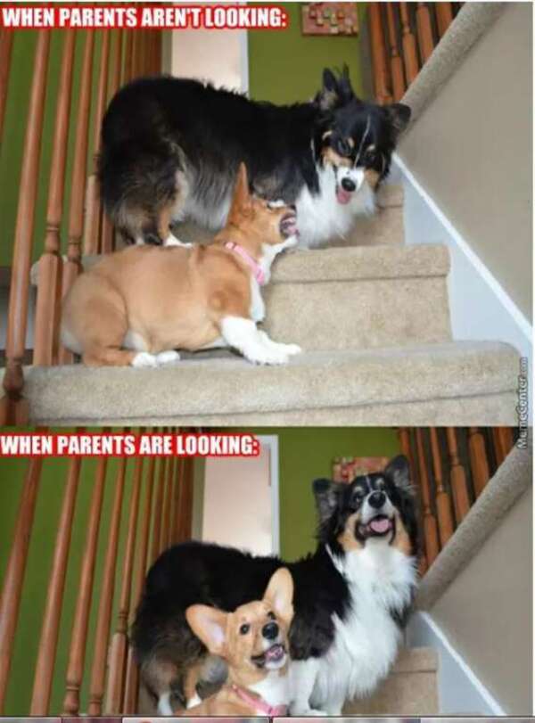 Raksha Bandhan Memes, Rakhi Images, Quotes, Wishes & Messages: 10 funny ...
