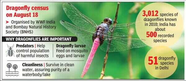 Killer instinct: Second dragonfly census to keep count of predators ...