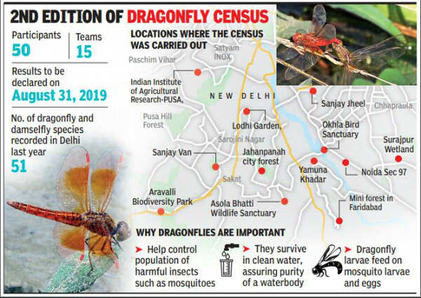 Rain can’t play spoilsport as Delhi counts dragonflies | Delhi News ...