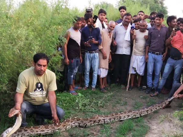 Python Rescued In Mathura: UP: 13.5-foot-long python rescued at Mathura ...