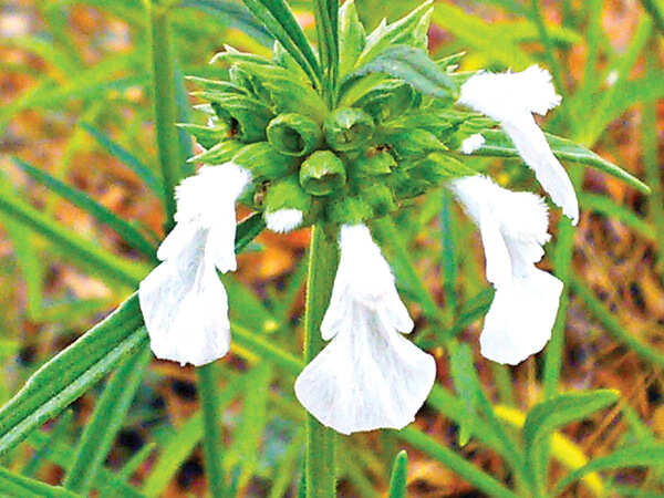 Onam 2019: Onam special: Unveiling the traditions of athapookkalam ...