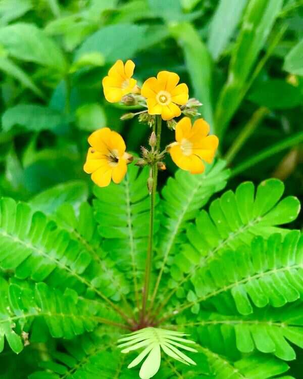 Onam 2019: Onam special: Unveiling the traditions of athapookkalam ...