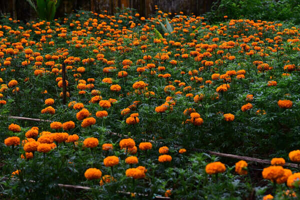 Onam Flowers Varapuzha: Varapuzha turns Kochi’s flower basket for this ...