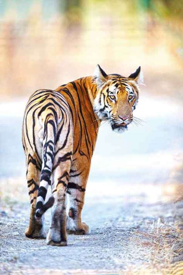 Wildlife activists up in arms against tiger poaching in Kawal | Events ...