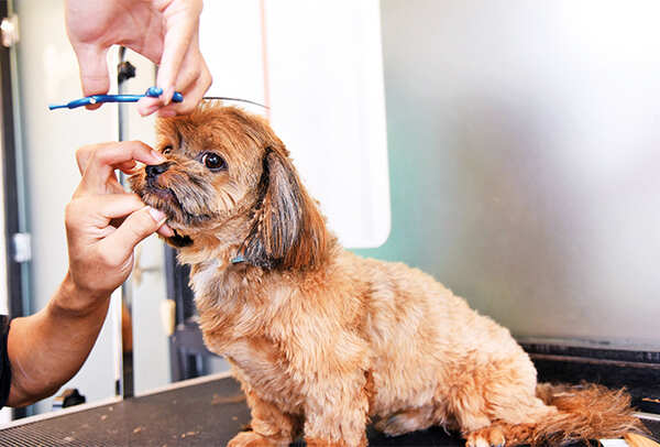 Basic grooming not enough, pet styling in demand now among NCR's pet ...