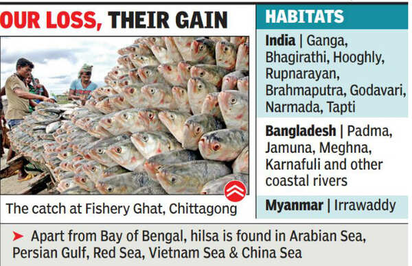 Hilsa changes route, migrates to Bangladesh waters | Kolkata News ...