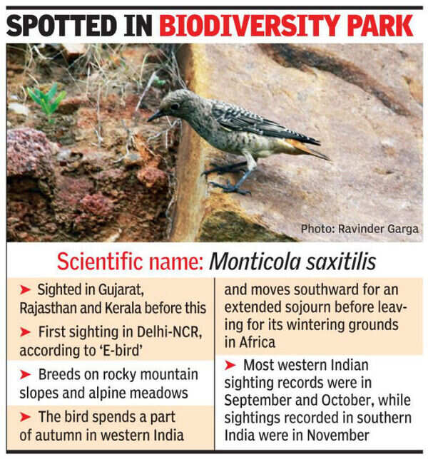 Twitchers cheer first sighting of rare bird in NCR | Gurgaon News ...